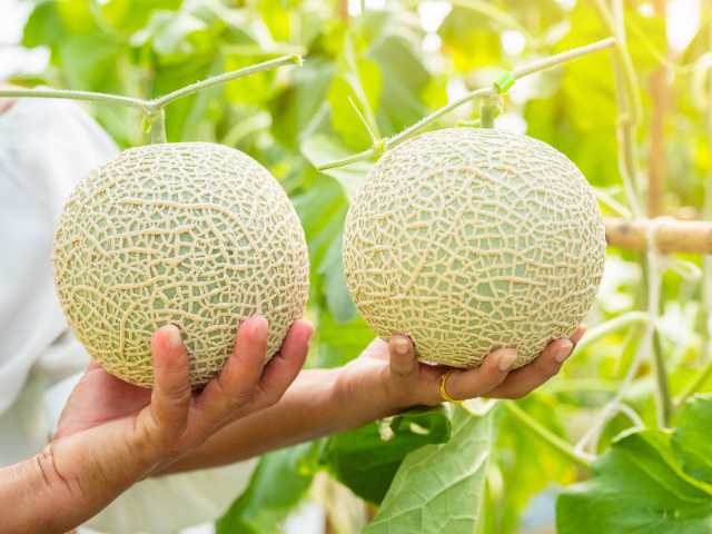 Pelatihan Hidroponik Melon - LANGSUNG PRAKTEK