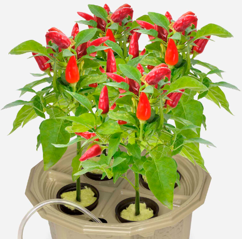 Cabe Hidroponik Sederhana - Panduan Lengkap