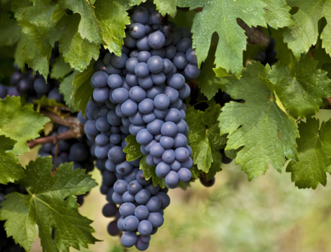 Cara Budidaya Anggur - Panduan Lengkap Untuk Pemula