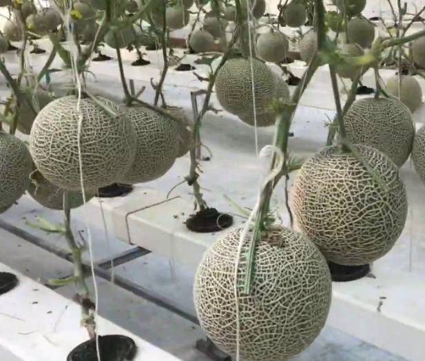 Cara Menanam Melon Hidroponik - Panduan Untuk Pemula