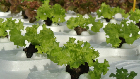 Cara Menanam Selada Hidroponik I Master Phonic
