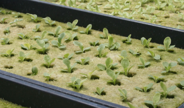 Cara Menyemai Hidroponik - Panduan Lengkap