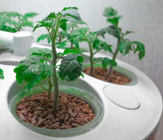 Hidroponik Tomat I Panduan Lengkap untuk Pemula