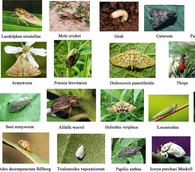 Jenis Hama Serangga I Jenis & Cara Mengatasinya