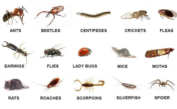 Jenis Hama Tanaman I Master Phonic