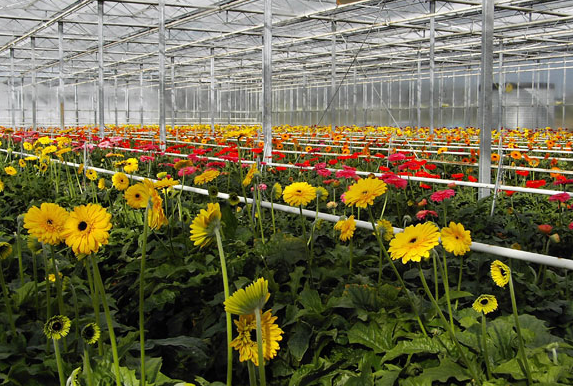 Pelatihan Hidroponik Bunga - GARANSI SAMPAI BISA